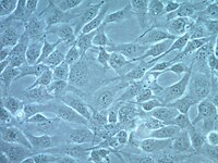 AC16 Human Cardiomyocyte Cell Line | SCC109